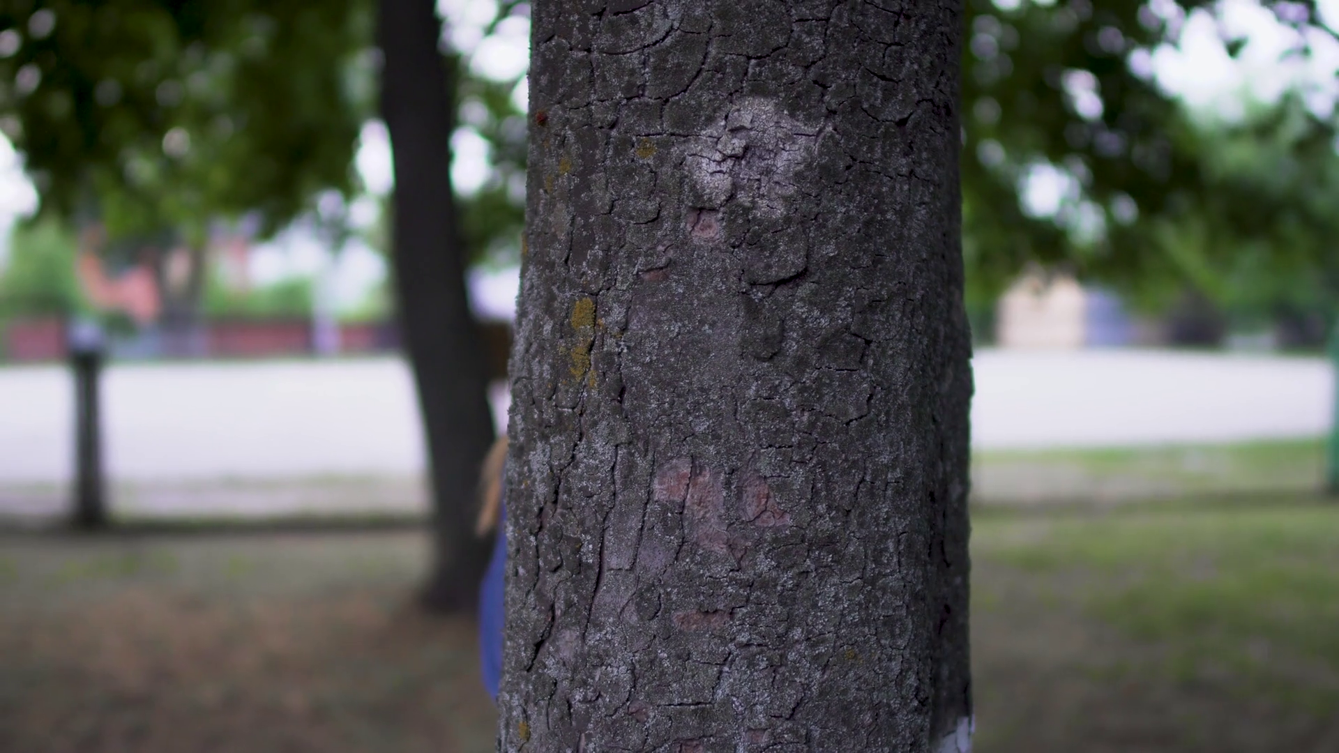 Happy Boy Girl Peek Out From Behind Tree Stock Footage SBV-325937270 ...