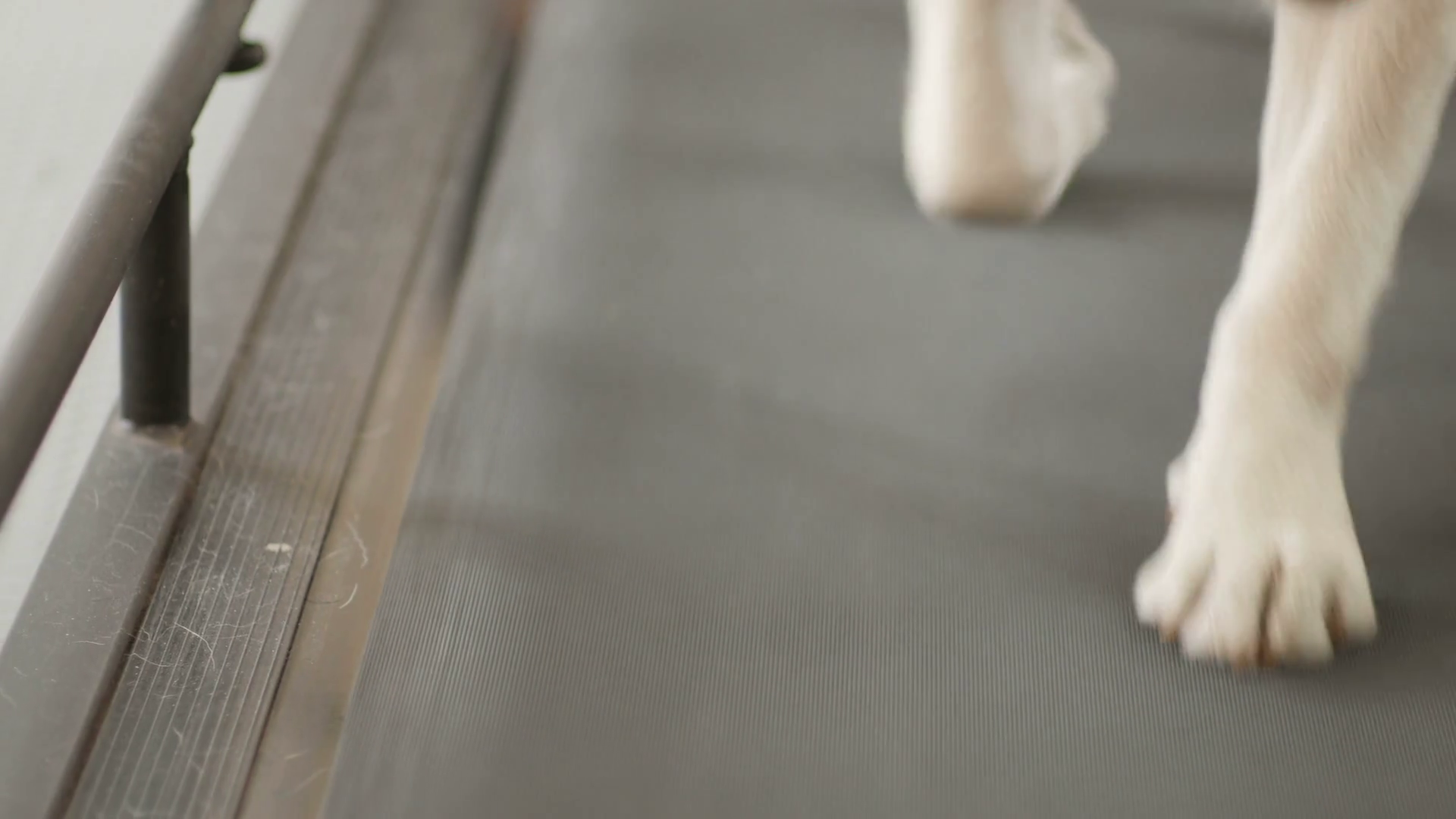 Running Paws Of Golden Labrador Stock Footage SBV-315070091 - Storyblocks