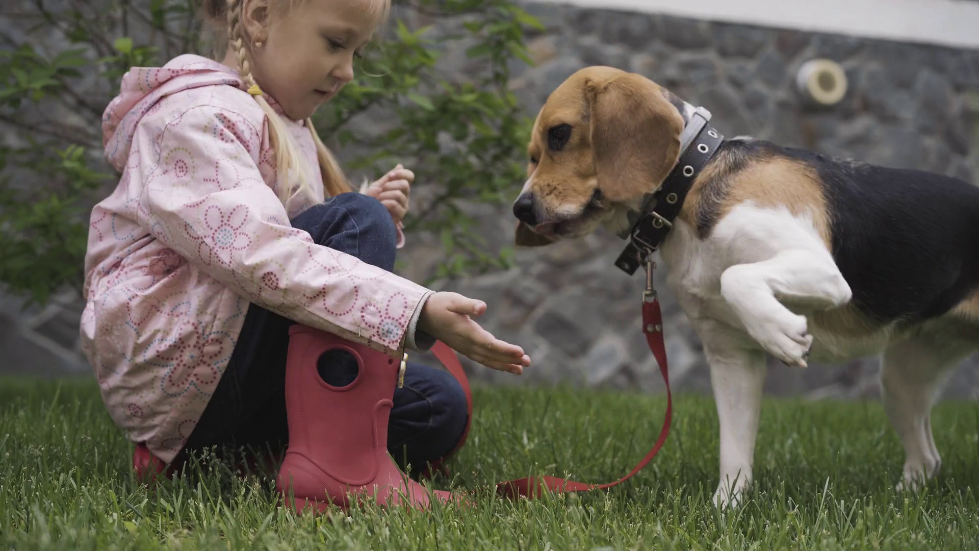 Beagle Giving Paw To Little Girl Outdoors Stock Footage SBV-338526295 ...