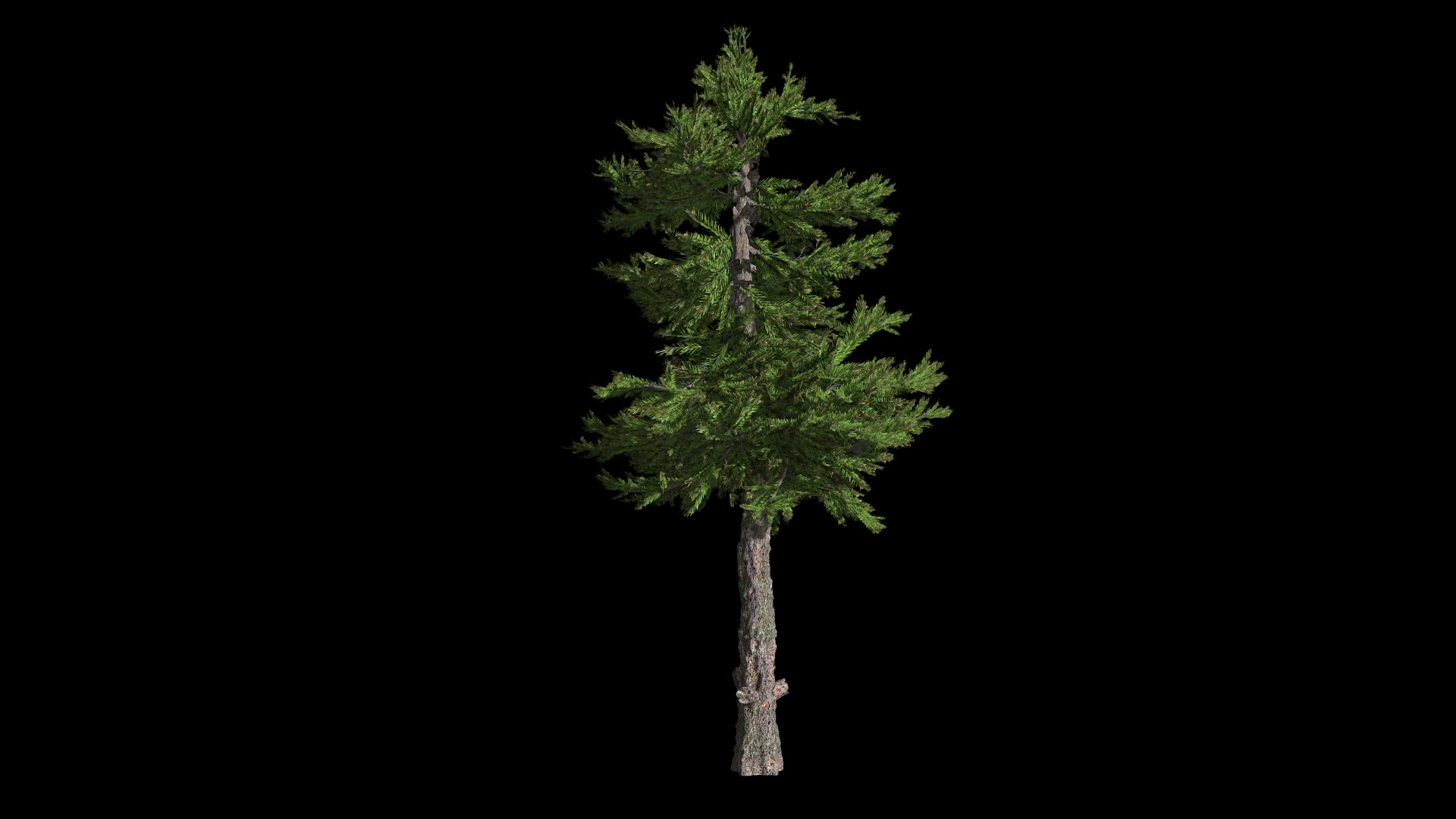 3 Species Of Spruce Animation On Plant Stock Motion Graphics SBV ...