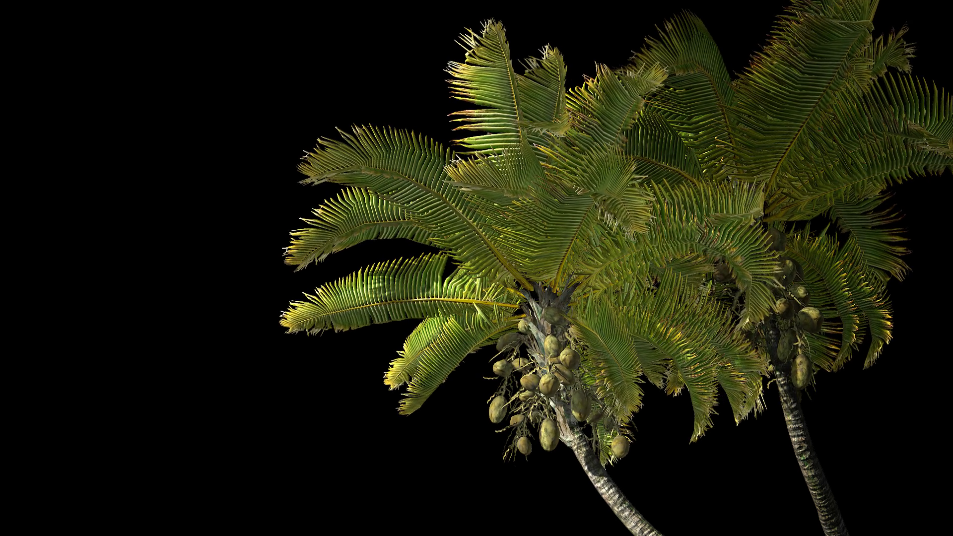 Palm Trees Animation On Plant World Tree Stock Motion Graphics SBV ...