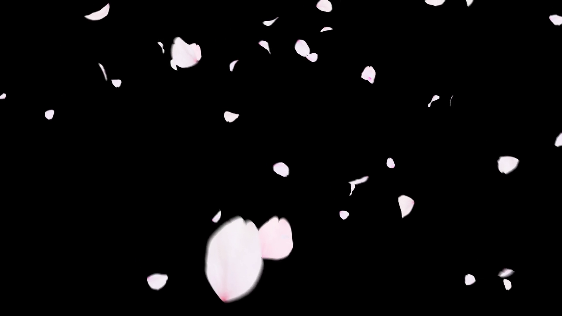 Cherry Blossom Overlays Cherry Blossom Stock Motion Graphics SBV ...