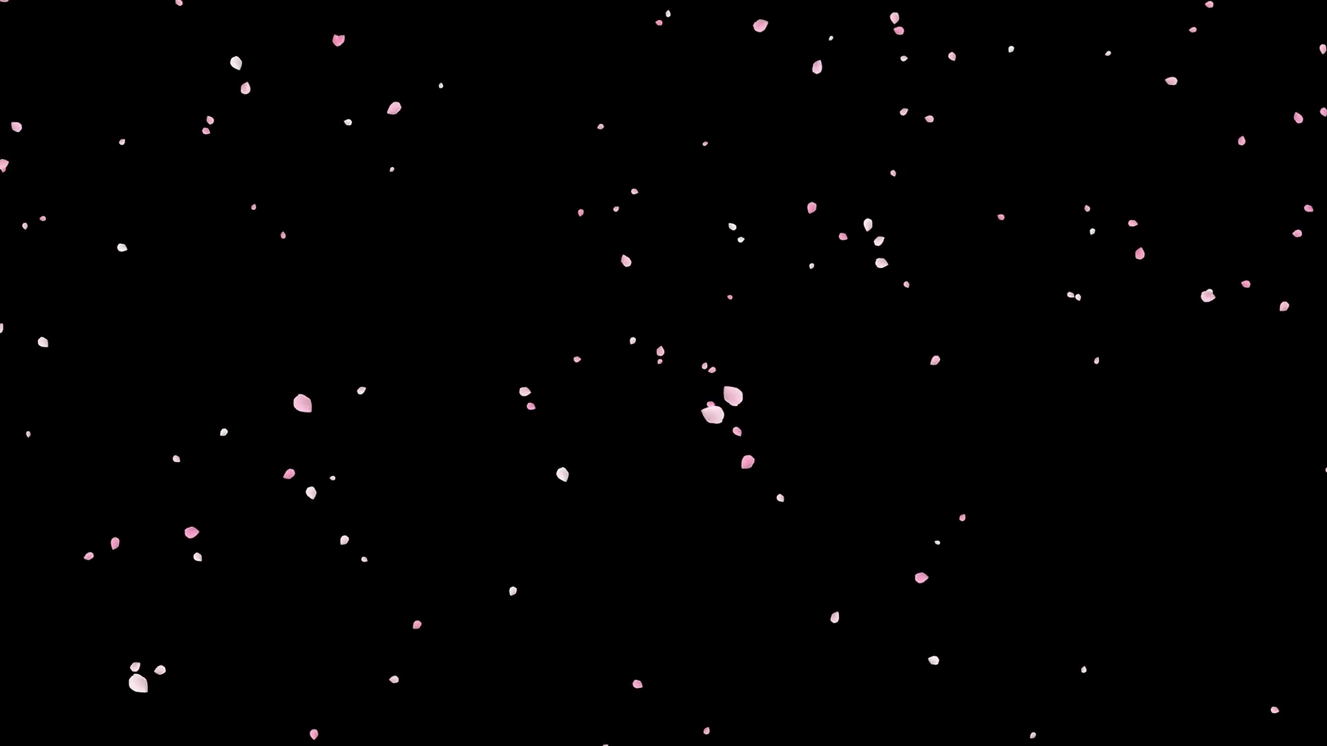 Cherry Blossom Overlays Sakura Petals Stock Motion Graphics SBV ...