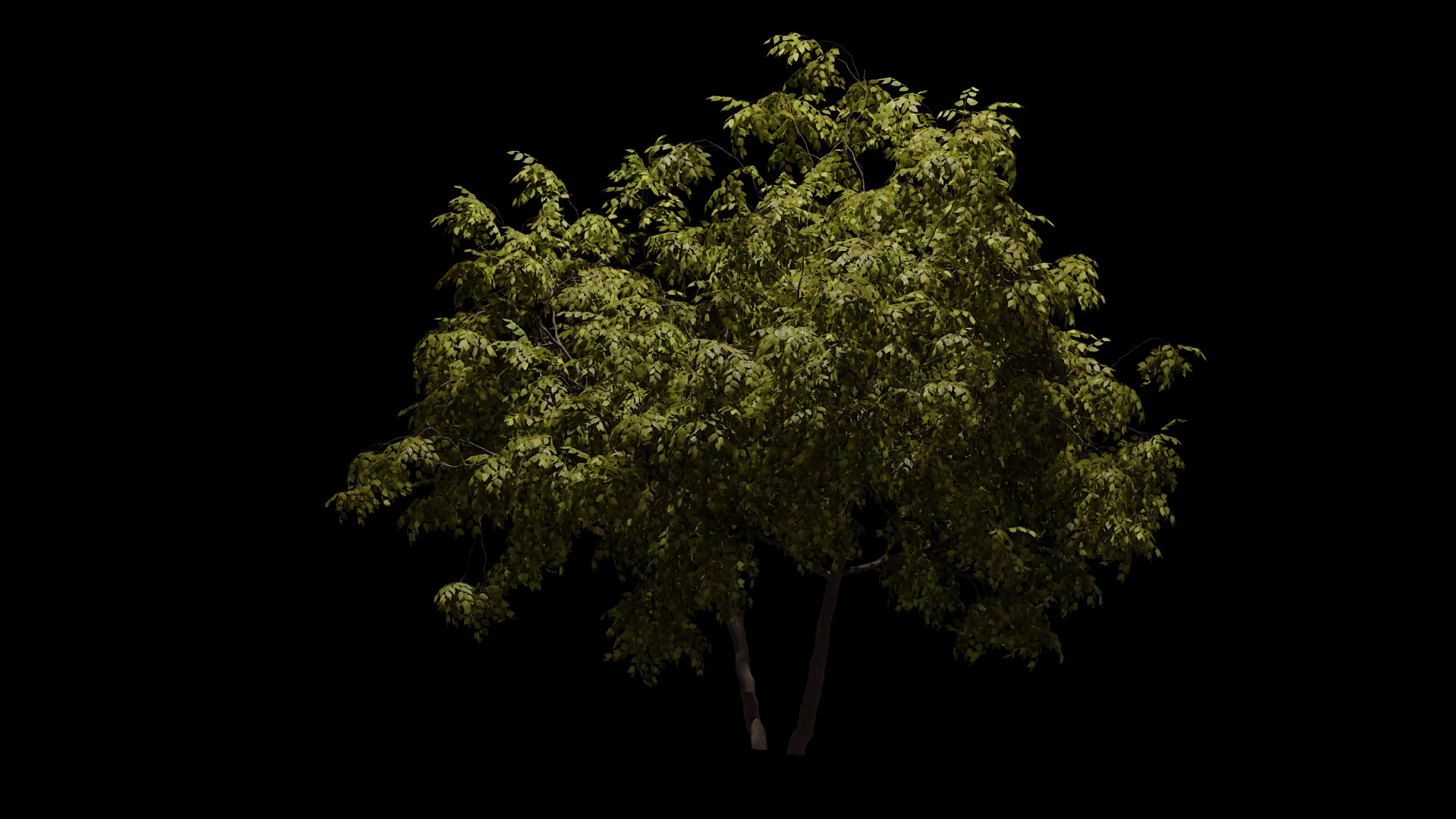 Green Tree With Alpha Channel Stock Motion Graphics SBV-348765441 ...