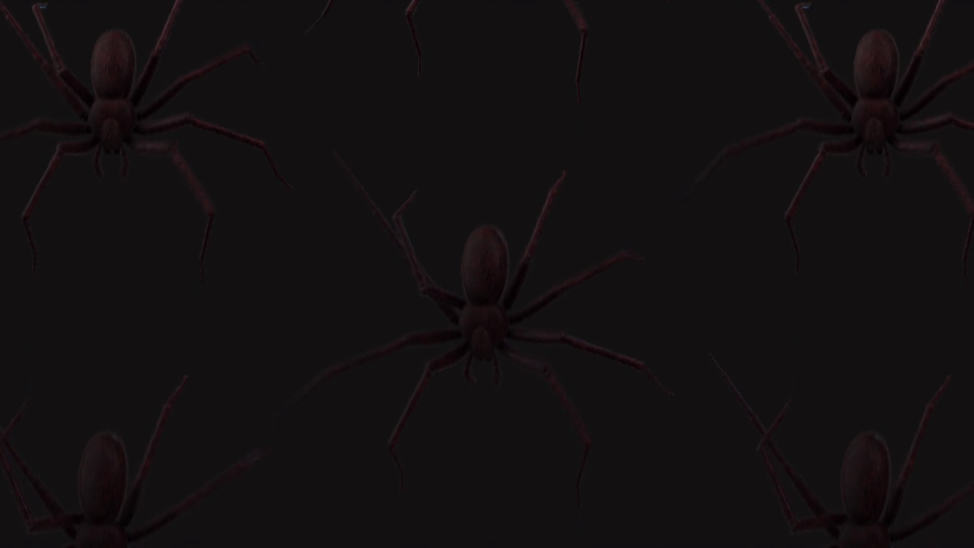 Spiders Crawling Down Loop Stock Motion Graphics SBV-351887331 ...