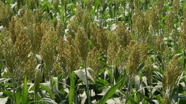 Agronomy Production Stock Footage: Royalty-Free Video Clips - Storyblocks