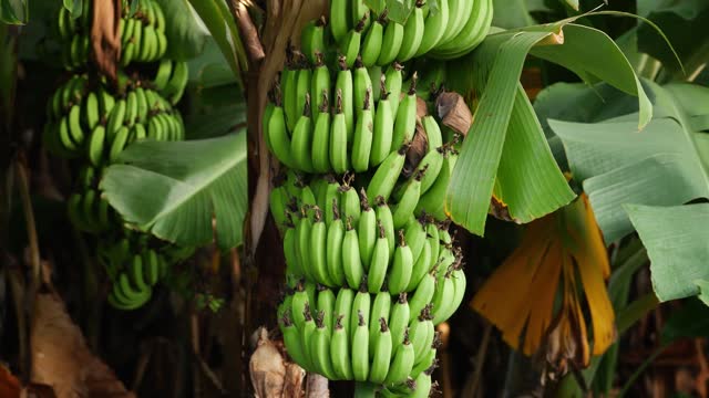 Banana Cutting Stock Footage: Royalty-Free Video Clips - Storyblocks
