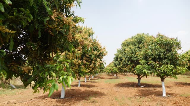 Mango Tree Farm Stock Footage: Royalty-Free Video Clips - Storyblocks