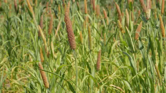 Grass Seed Stalk Stock Footage: Royalty-Free Video Clips - Storyblocks