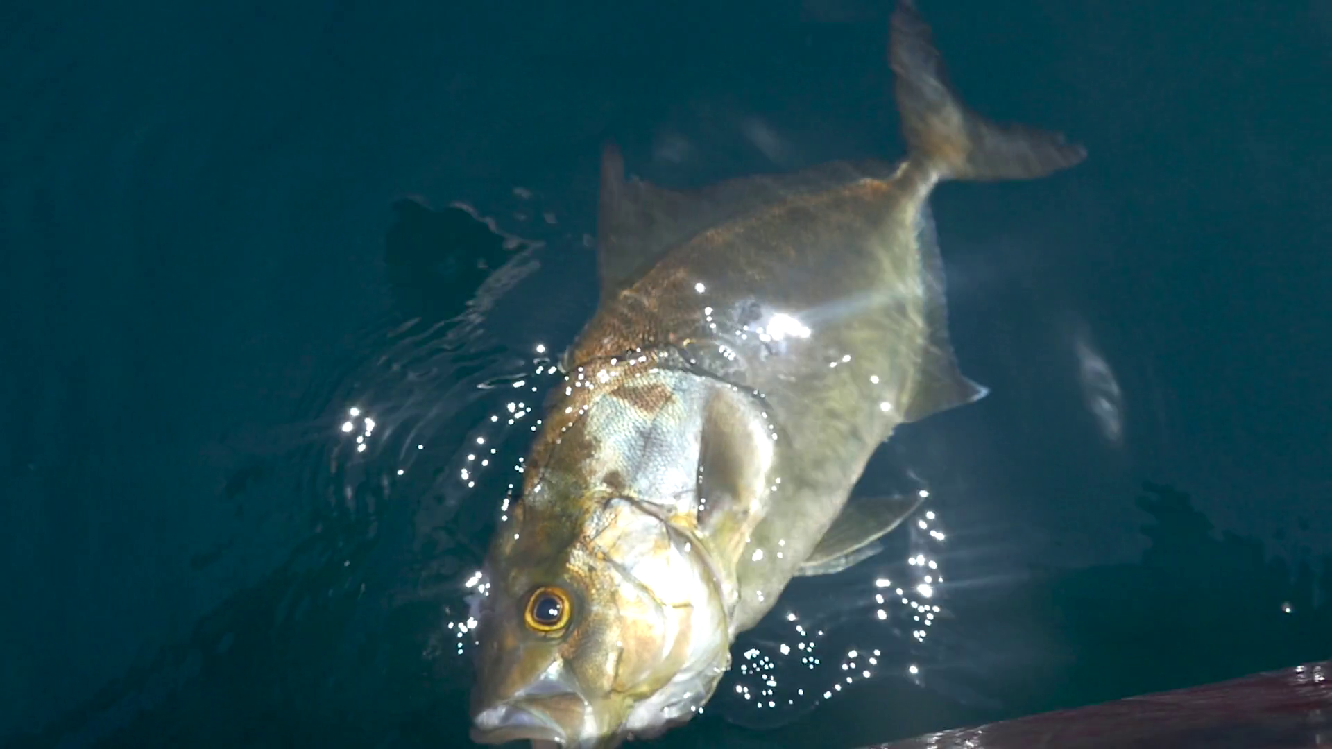 A Fish Caught Hook Floating On Water Side Of Stock Footage SBV ...