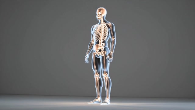 Human Body Animation Stock Footage: Royalty-Free Video Clips - Storyblocks