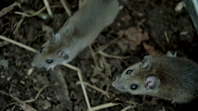 Rats Stock Footage: Royalty-Free Video Clips - Storyblocks