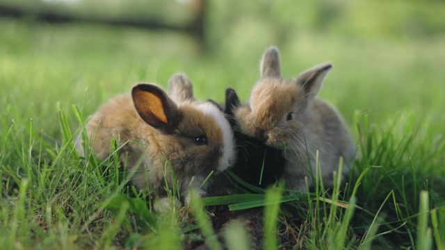 Rabbit Breeding Stock Footage: Royalty-Free Video Clips - Storyblocks