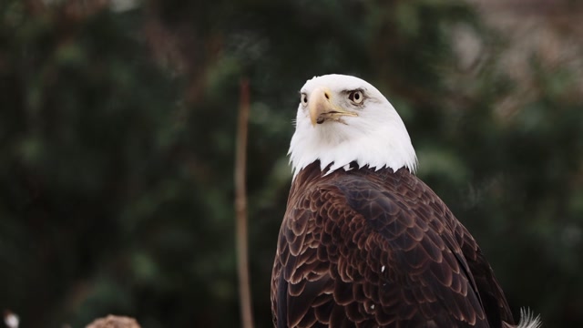 Eagle Stock Footage: Royalty-Free Video Clips - Storyblocks