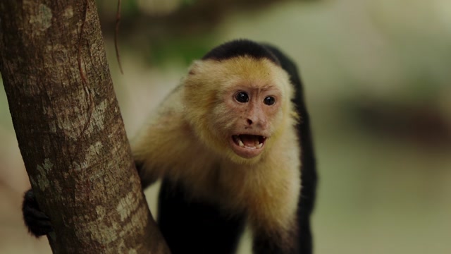 Monkey Smiling Stock Footage: Royalty-Free Video Clips - Storyblocks