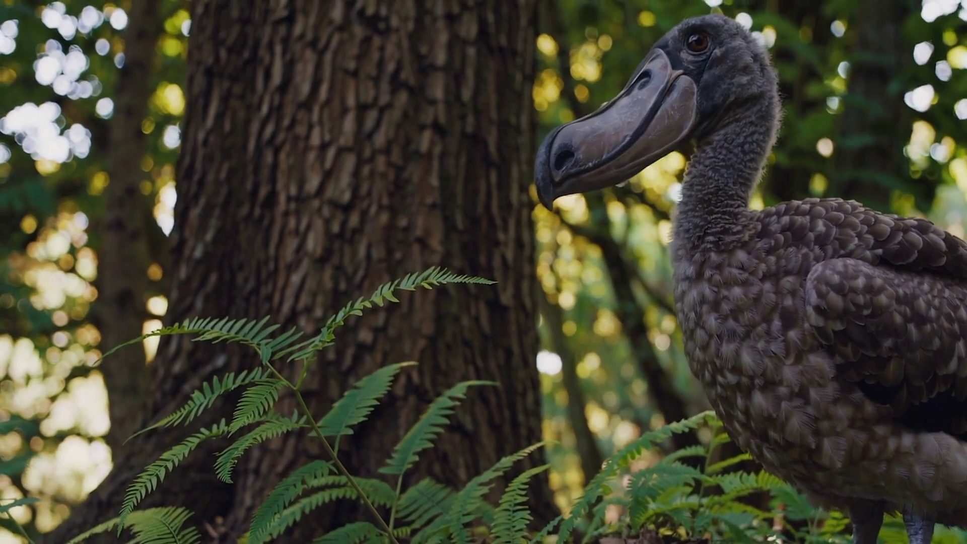 Close Up Of Dodo Bird In Forest Detailed Stock Footage SBV-351996289 ...