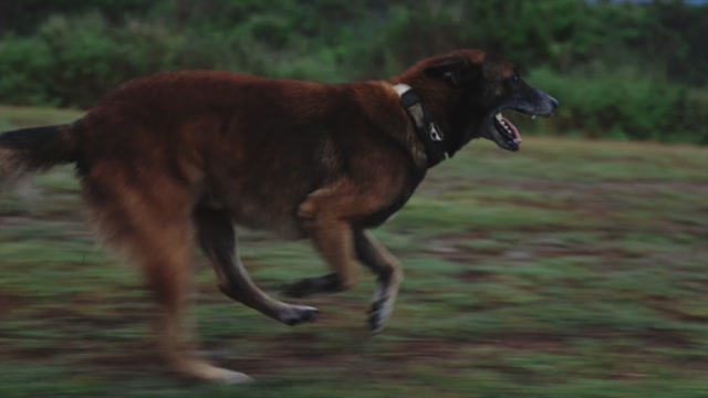 Running Dog Stock Footage: Royalty-Free Video Clips - Storyblocks