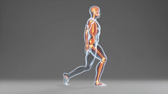 Muscles Anatomy Stock Footage: Royalty-Free Video Clips - Storyblocks