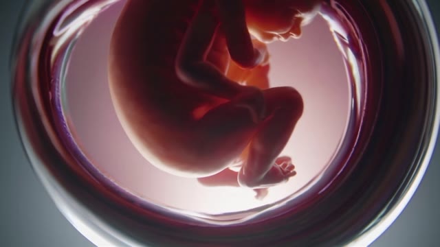 Uterus Animation Stock Footage: Royalty-Free Video Clips - Storyblocks