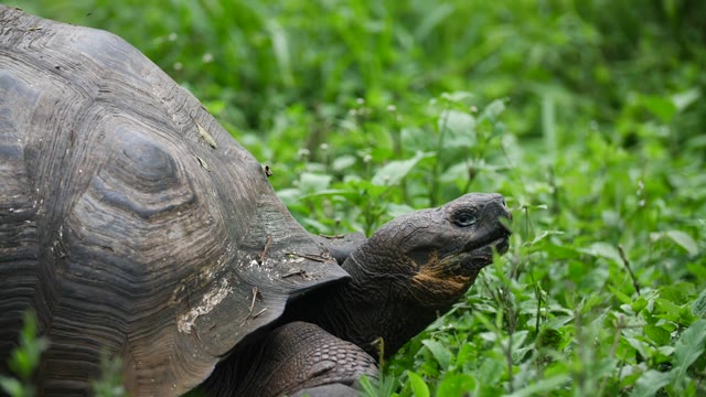 Tortoise Eating Stock Footage: Royalty-Free Video Clips - Storyblocks