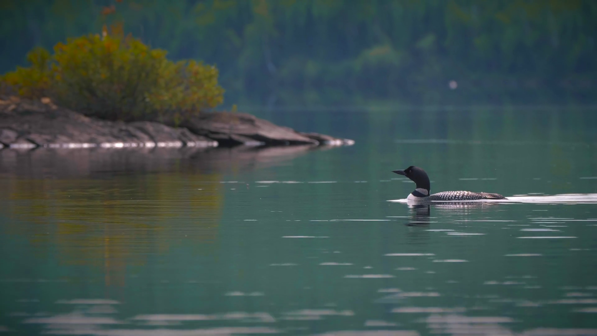 Loon Bird Swimming In Pristine Lake Quetico Stock Footage SBV-322512497 ...