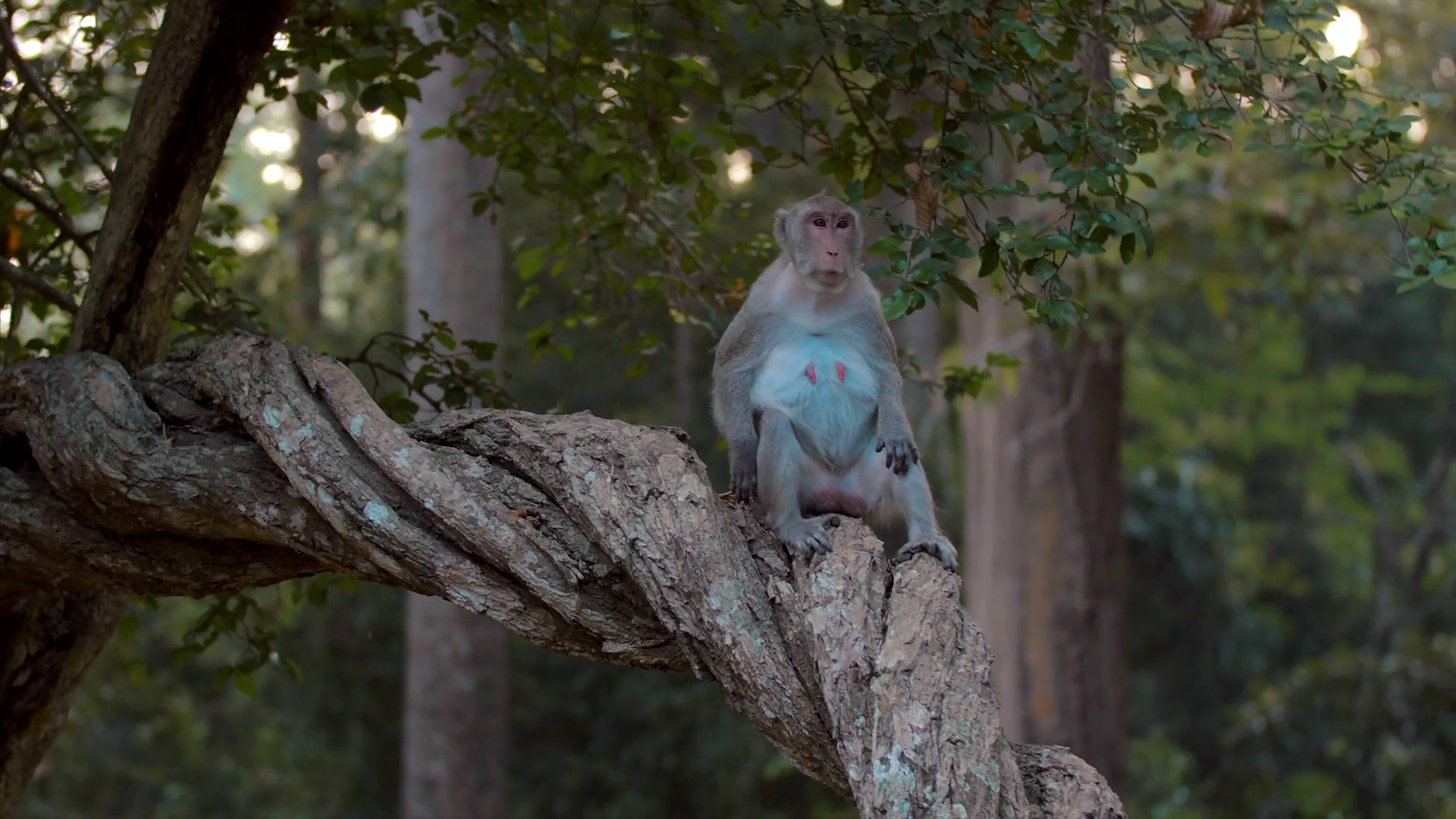Monkeys Cambodia Long Tailed Macaque Angkor Stock Footage SBV-322568982 ...