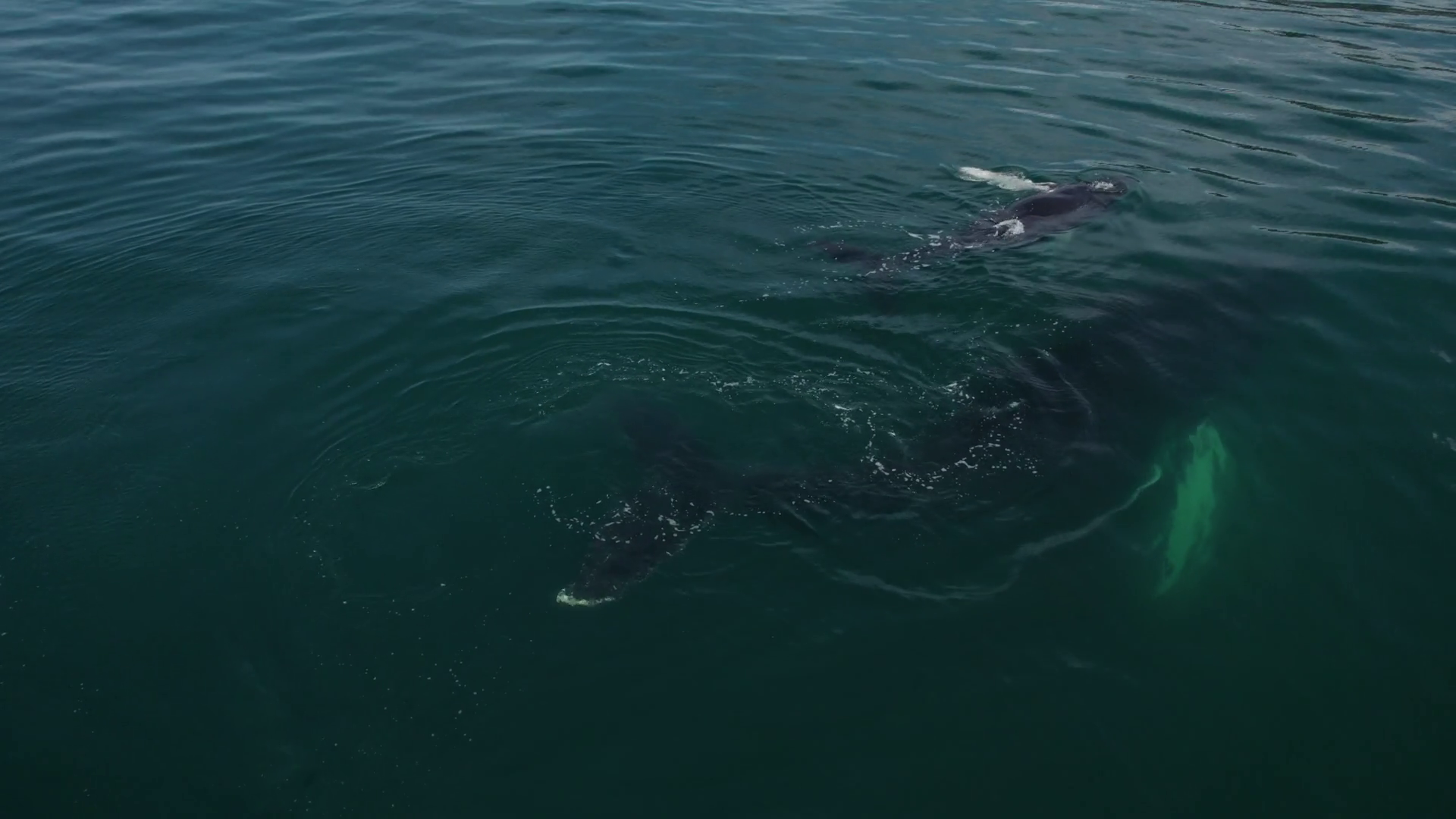 Mother Baby Whale Tail Fin Slapping Water Stock Footage SBV-347614220 ...