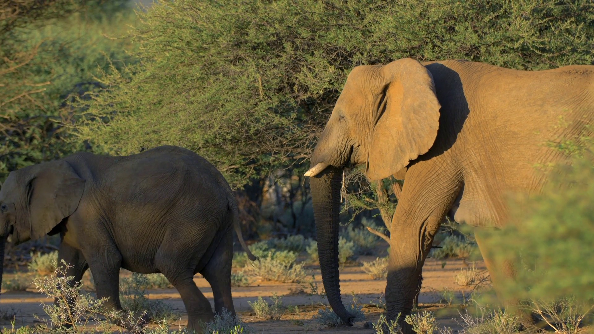 Family Of African Elephants Walking With Stock Footage SBV-347808424 ...