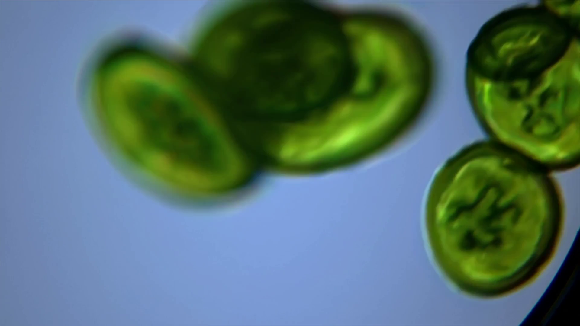 Phytoplankton Under Microscope | Chlorophyll Stock Footage SBV ...