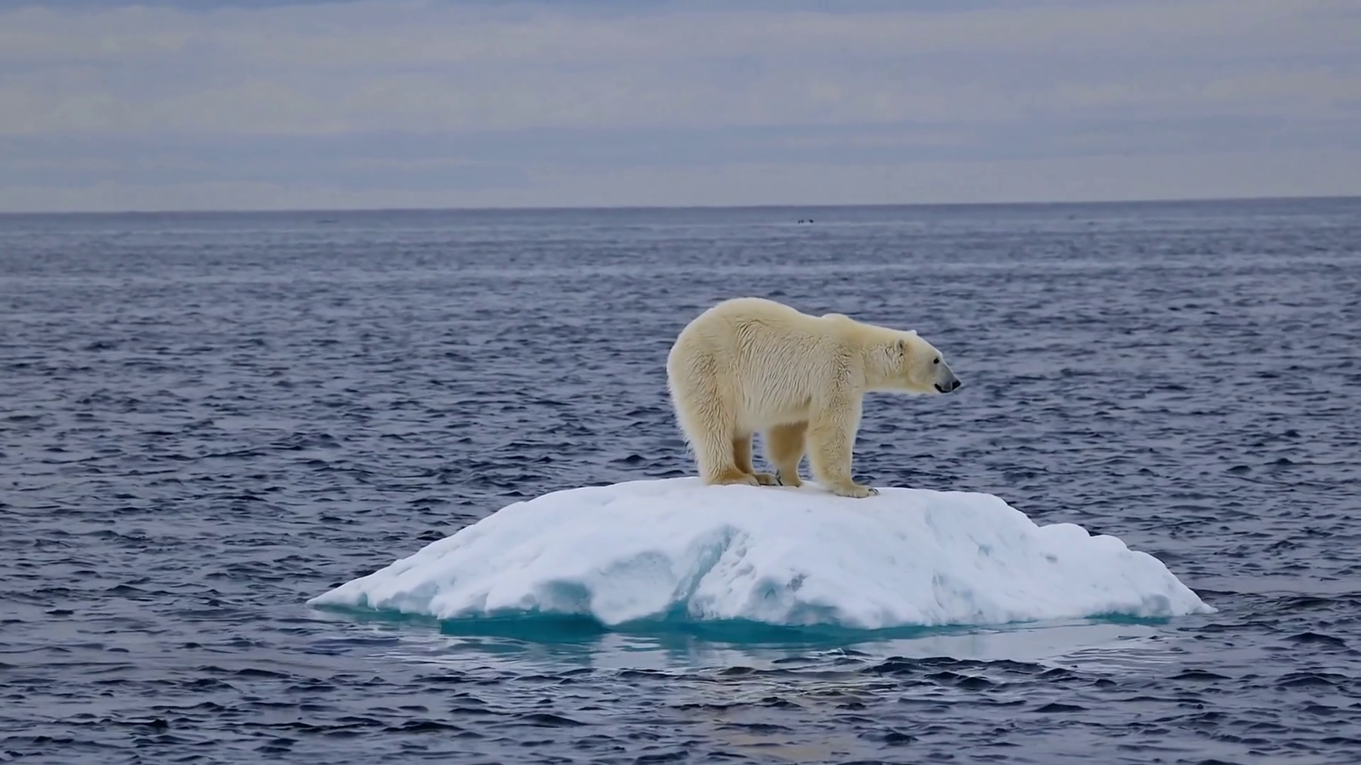 Polar Bear Walking Across Melting Ice Cap Stock Footage SBV-351996330 ...