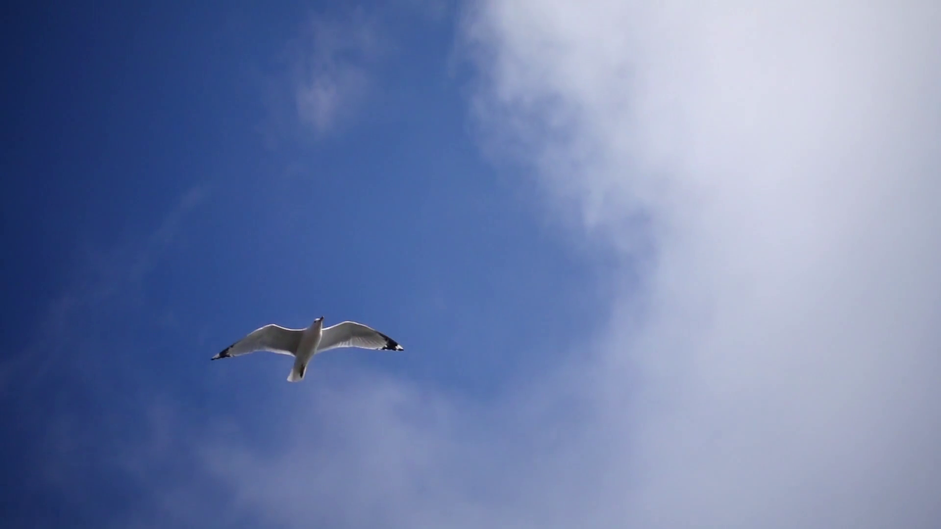 Slow Mo Seagull Flying Overhead Clouds Blue Stock Footage SBV-313092051 ...