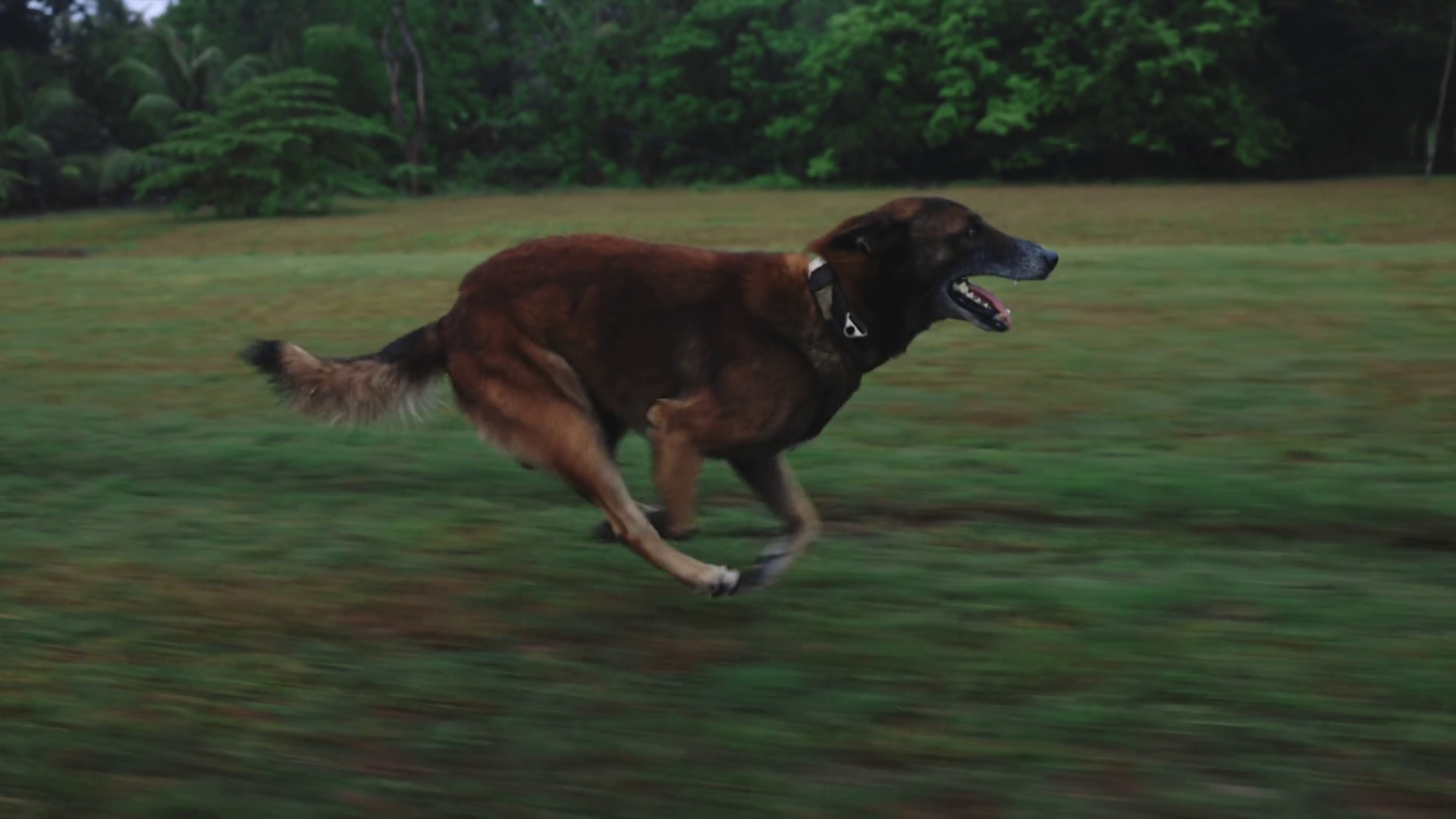 Slow Motion Dog Running Tracking Dolly Shot Stock Footage SBV-347535508 ...