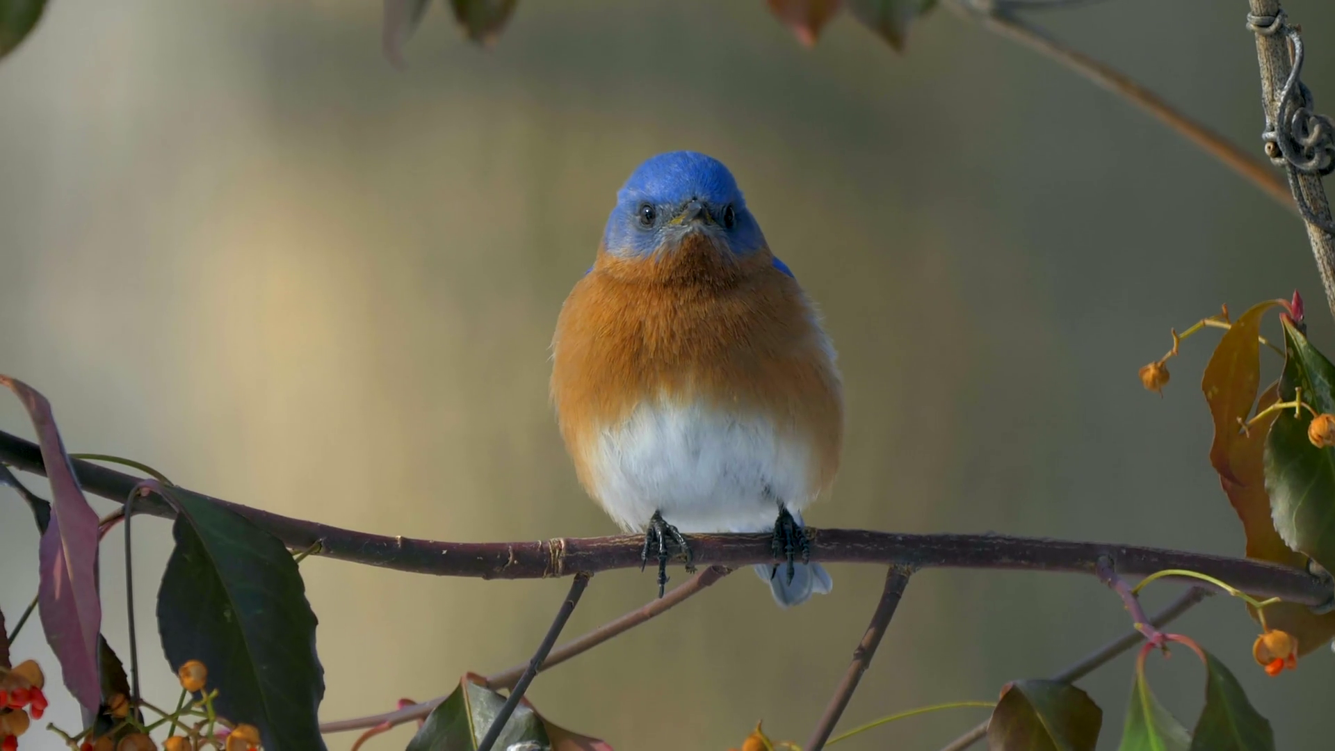 Springtime Birds Eastern Bluebird Wildlife Stock Footage SBV-321377537 ...