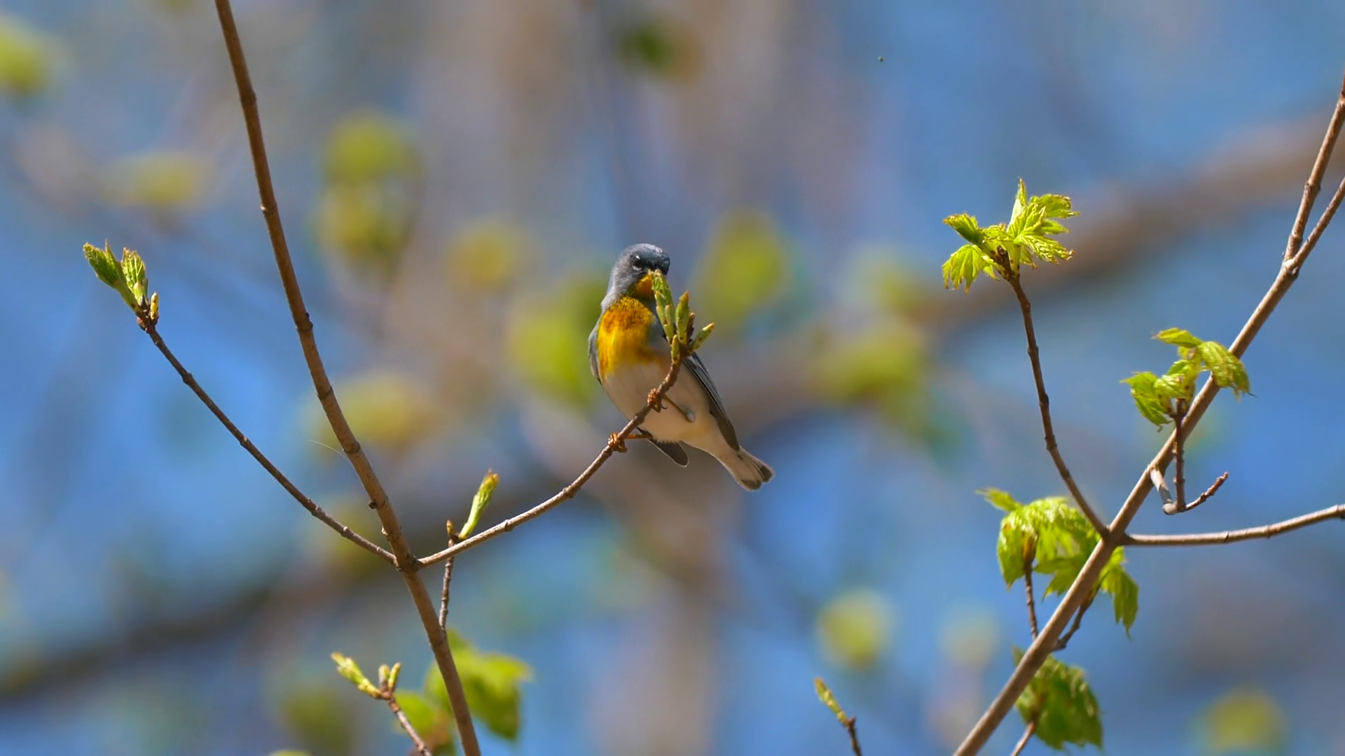 Springtime Birds Migration Northern Parula Stock Footage SBV-323225413 ...
