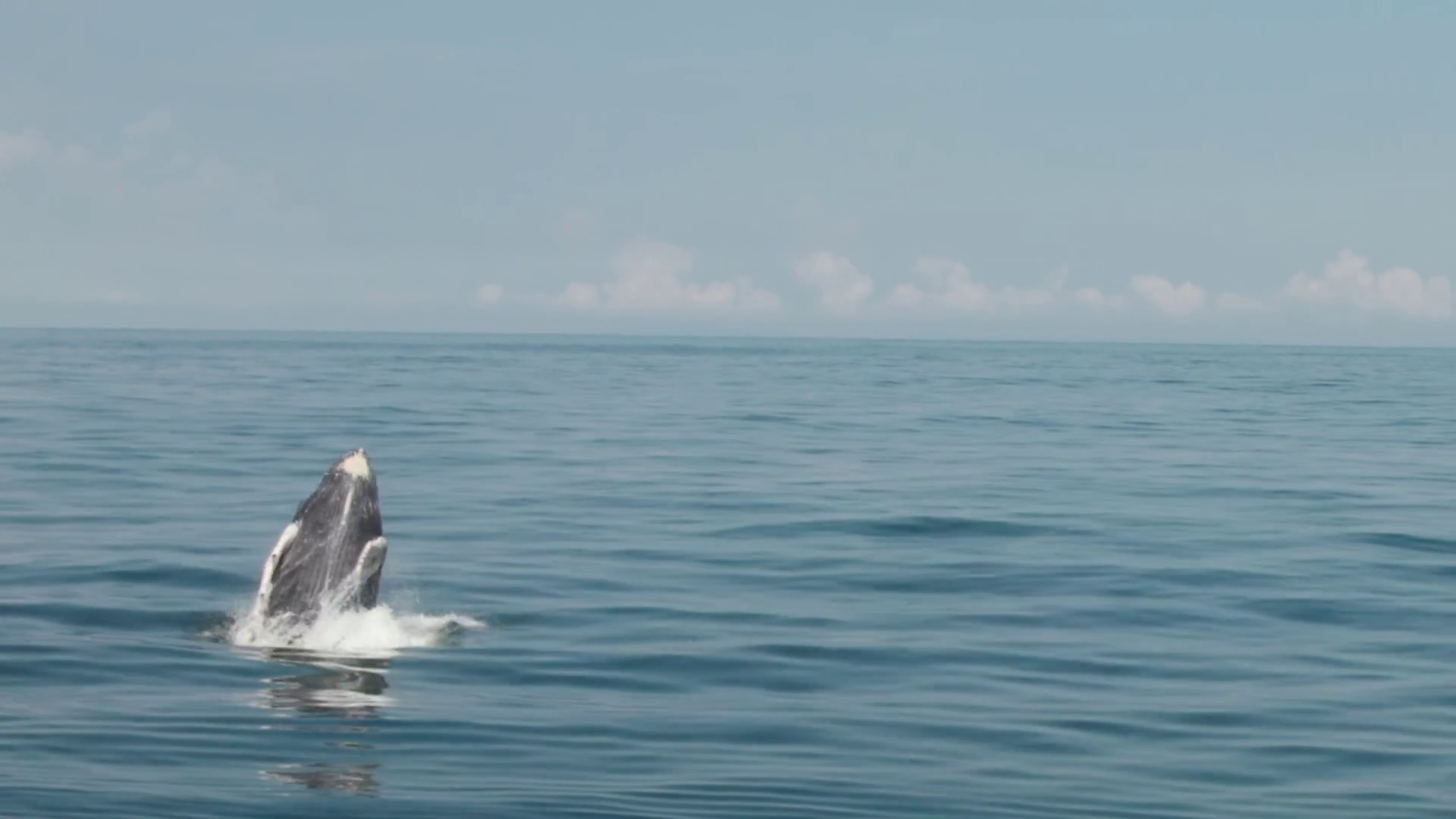 Whale Breach Baby Boat Tour Costa Rica Ocean Stock Footage SBV ...