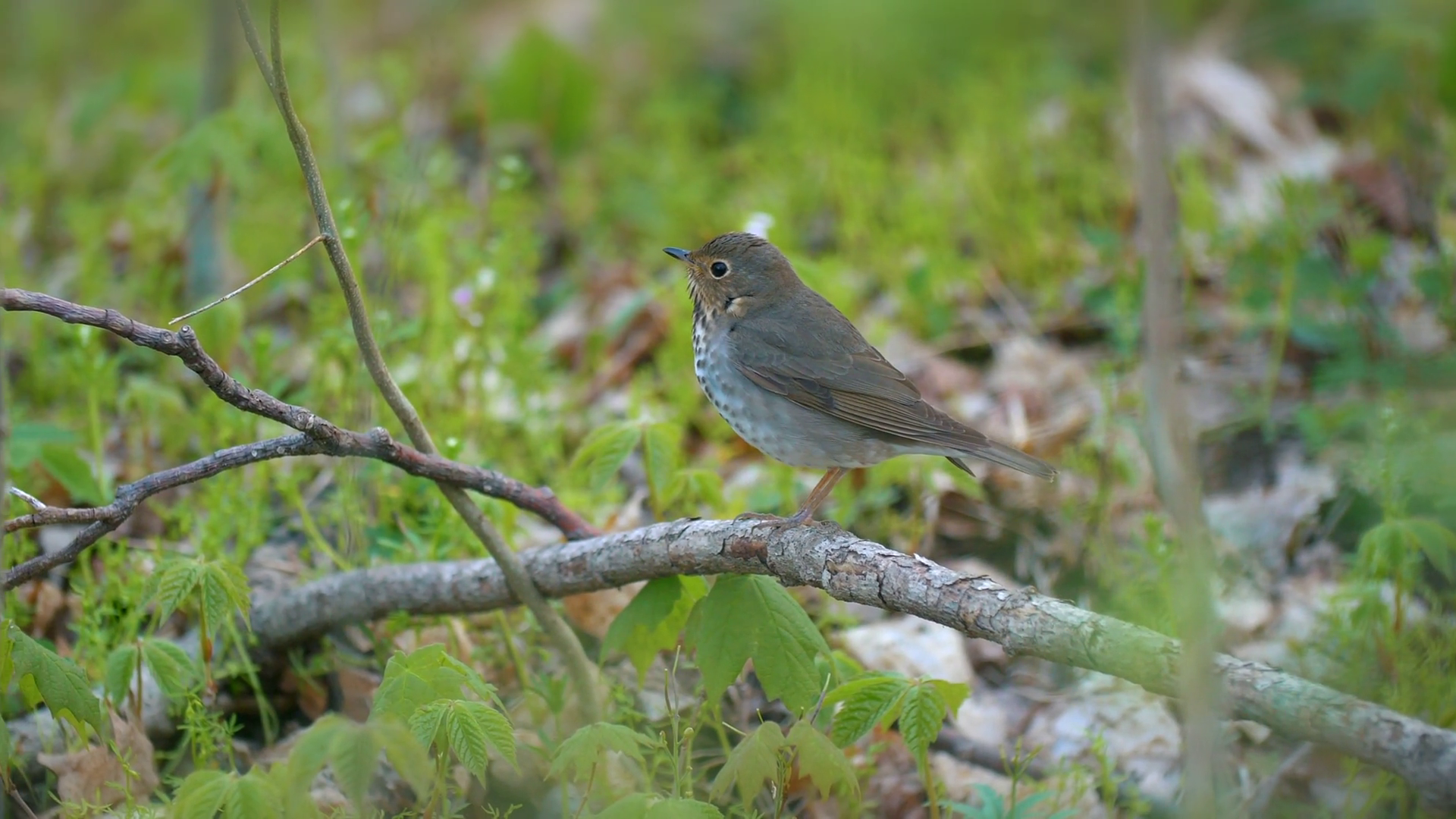 Wood Thrush Birds Migration Springtime 4K Nature Stock Video Footage ...