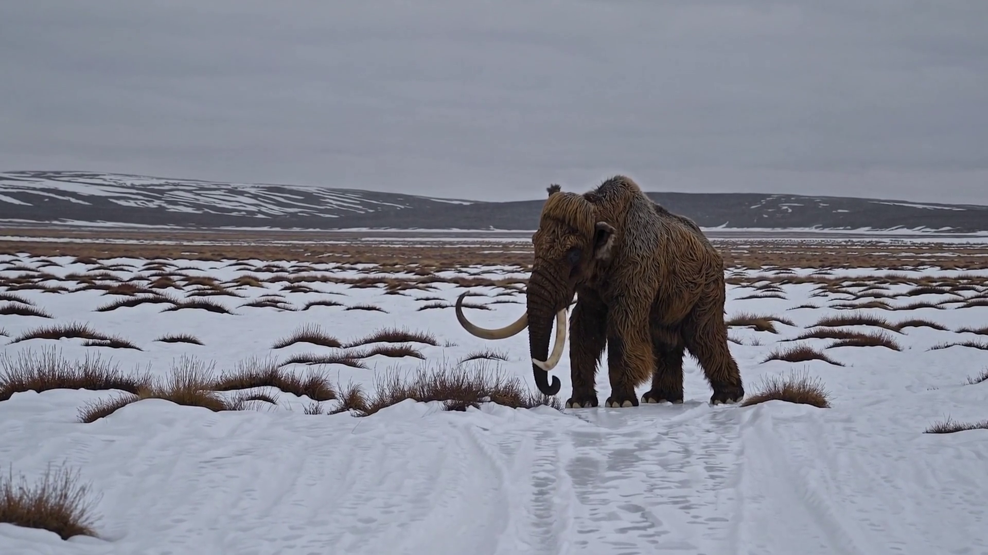 Woolly Mammoth Roaming Icy Plains Stock Footage SBV-351996348 - Storyblocks