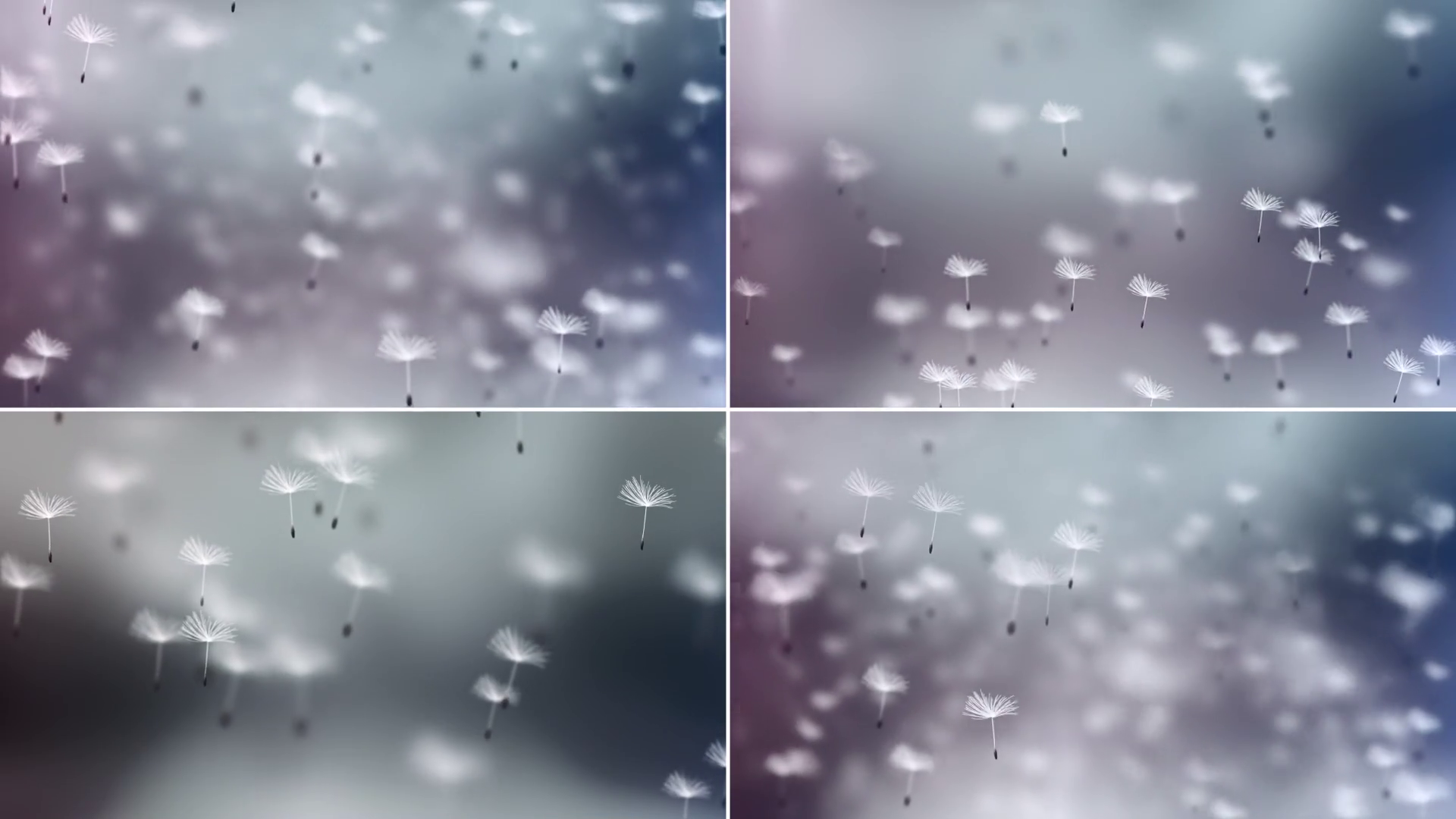 AE Template: Realistic Flying Dandelions Effects SBV-349067847 - Storyblocks