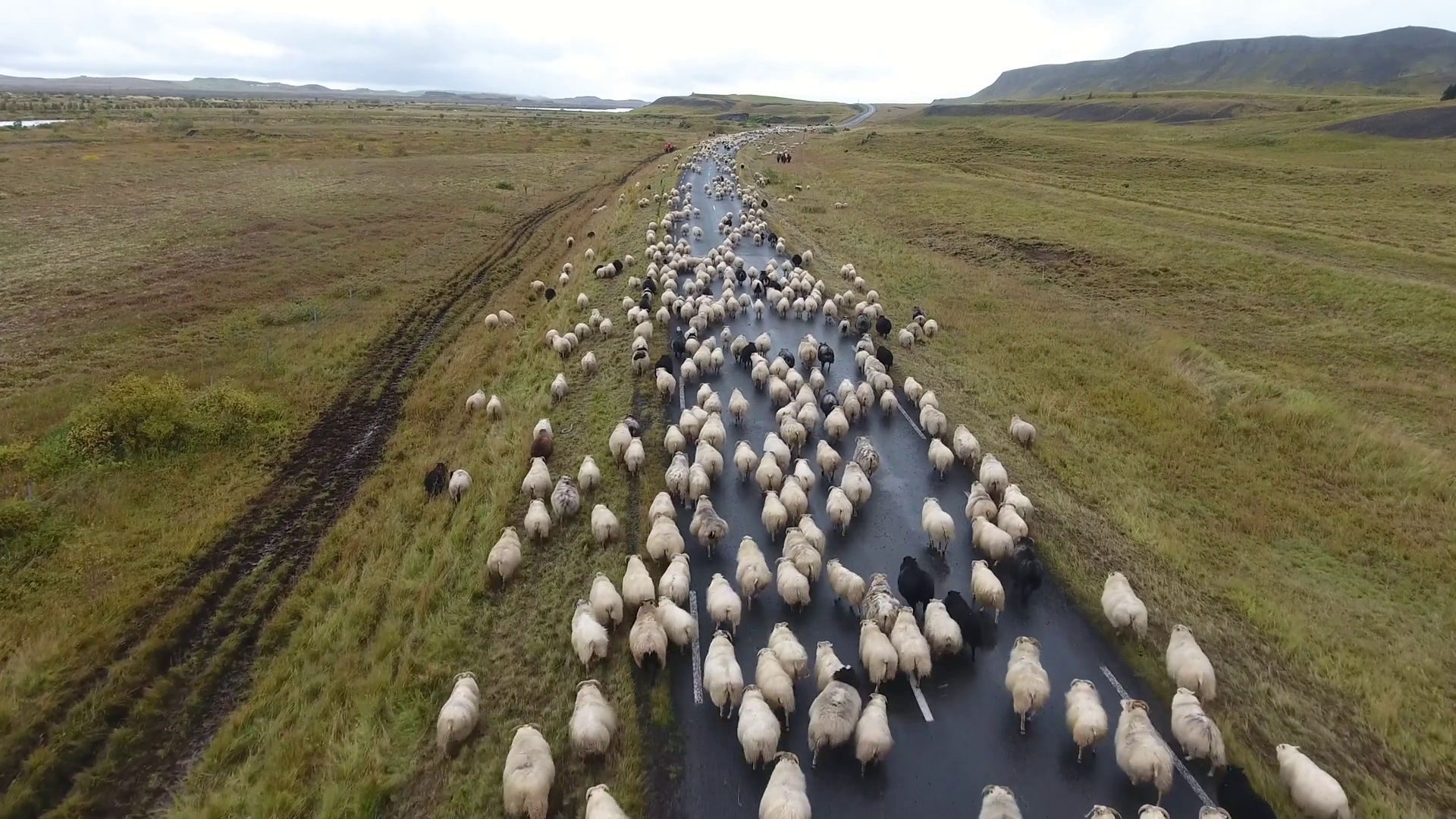 Aerial Drone Shot Flying Over Flock Of Sheep Stock Footage SBV-328084026 - Storyblocks