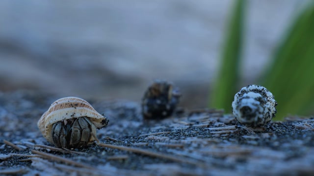Hermit Crab Stock Footage: Royalty-Free Video Clips - Storyblocks