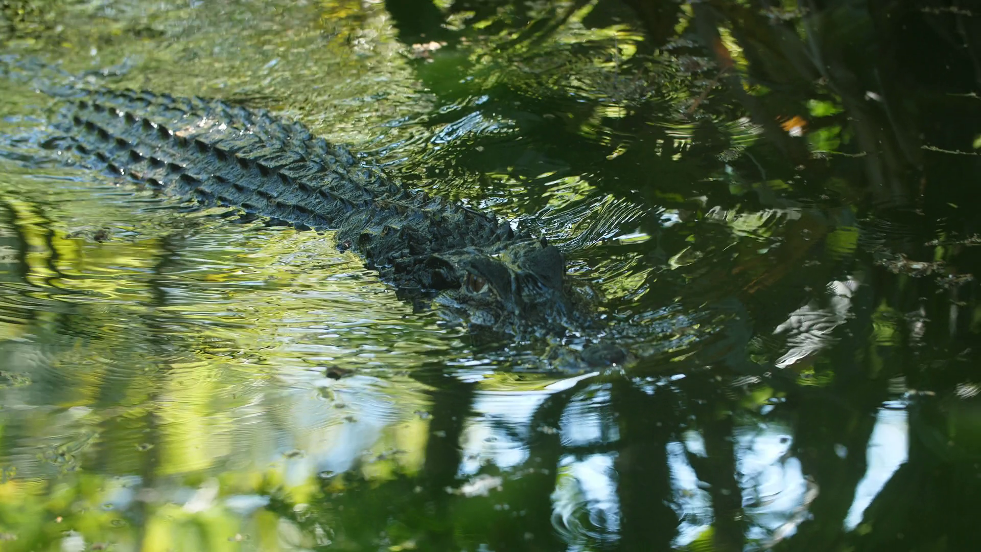 Giant Black Caiman