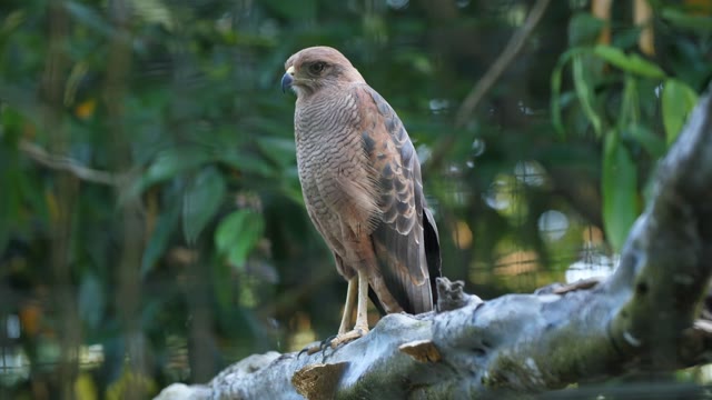 Buzzard Stock Footage: Royalty-Free Video Clips - Storyblocks