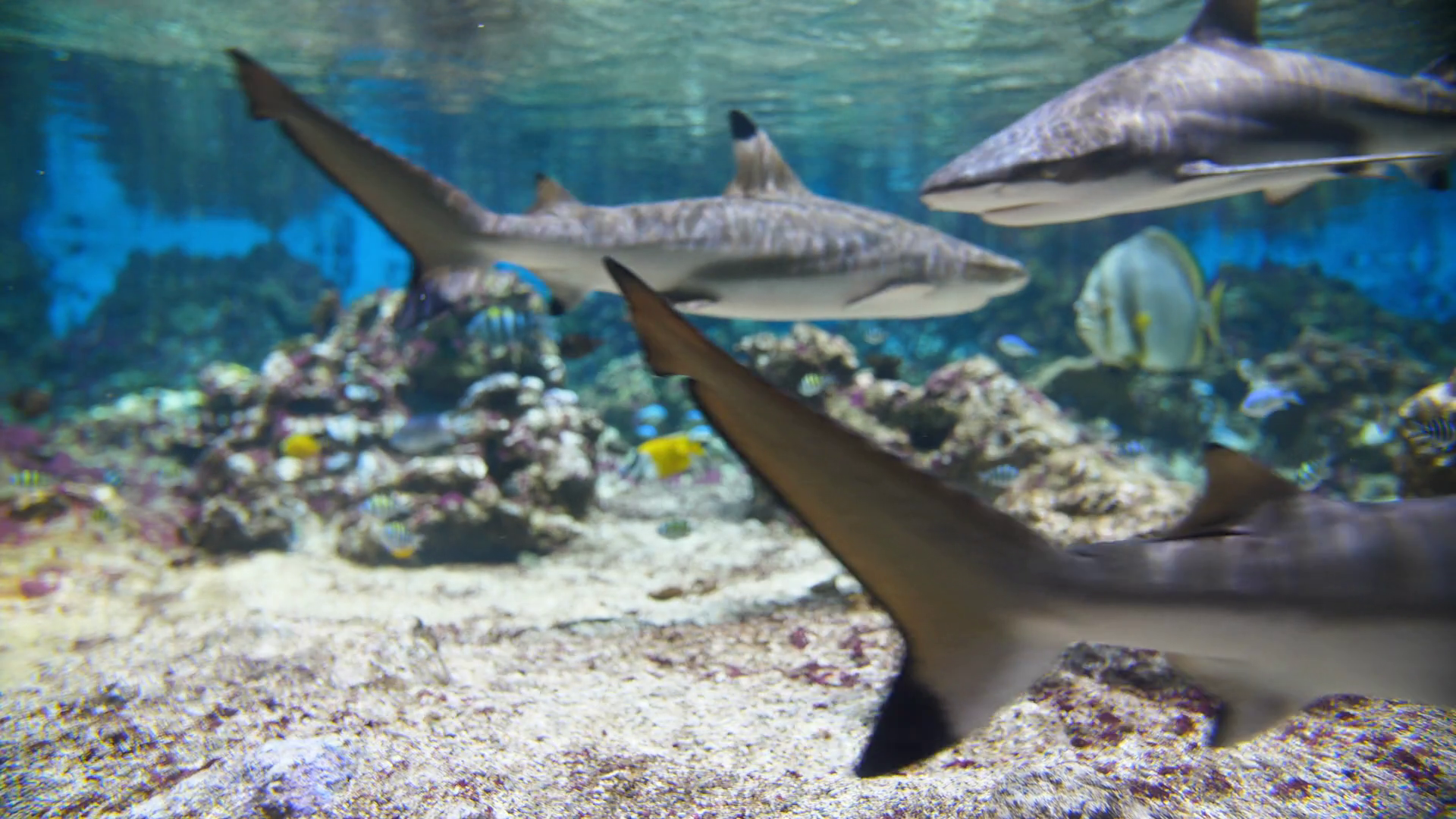 Clear Water With Blacktip Reef Shark Stock Footage SBV-336449882 ...
