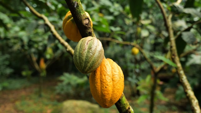 Chocholate Stock Footage: Royalty-Free Video Clips - Storyblocks