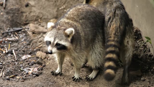 Raccoon Stock Footage: Royalty-Free Video Clips - Storyblocks