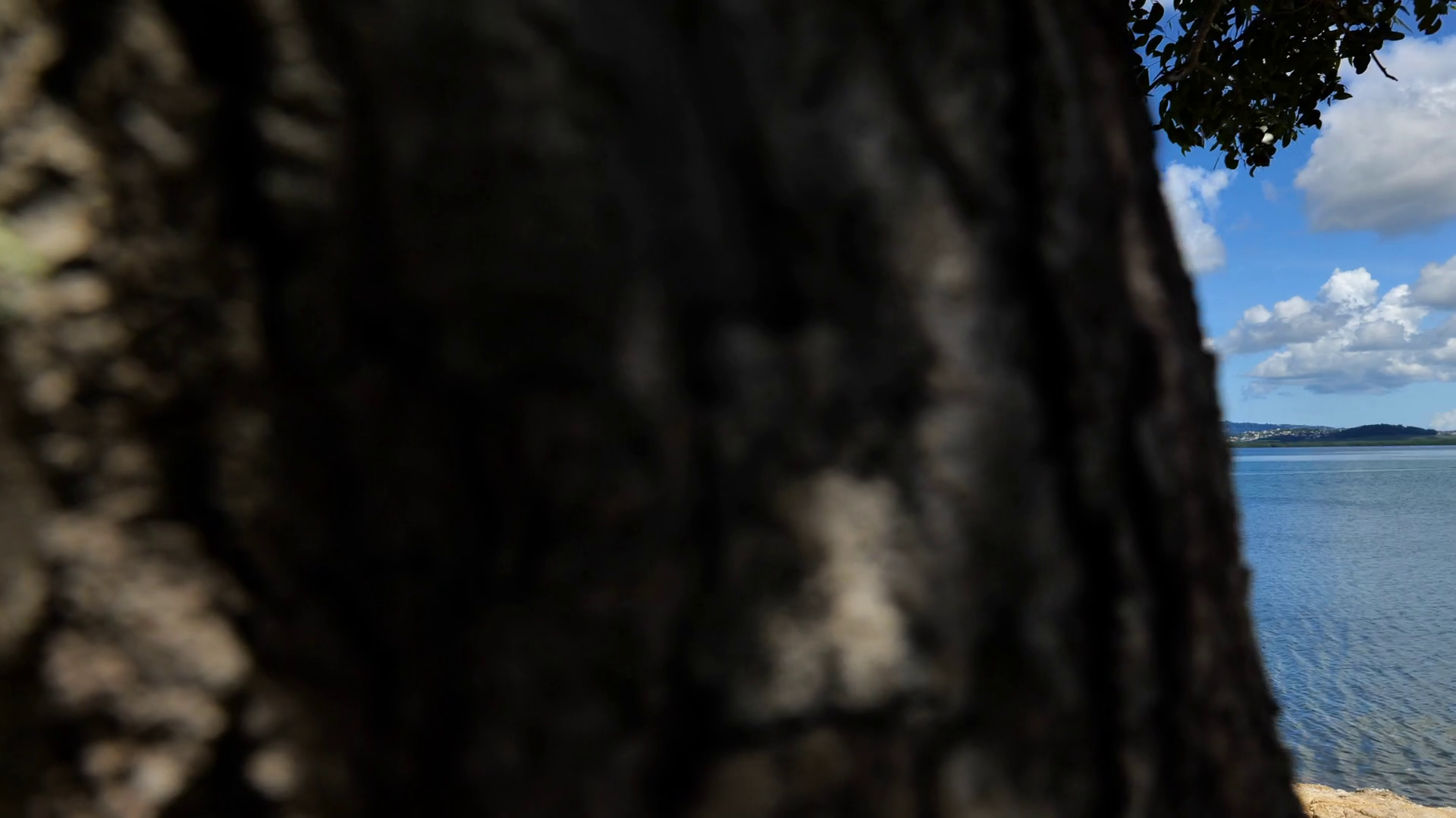 Discovering Gros Ilet Martinique Behind Tree Stock Footage SBV ...