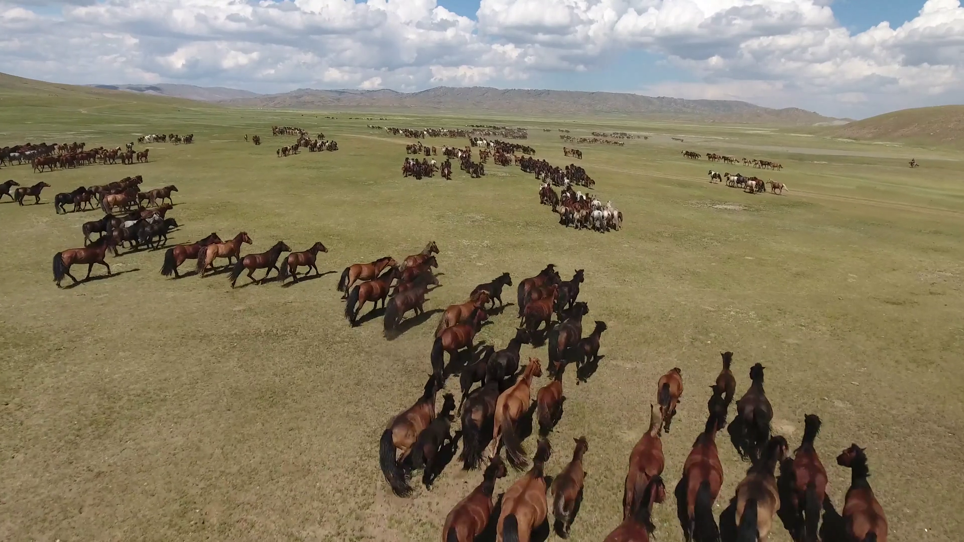 Epic Herd Of Horses Galloping In Wild Stock Footage SBV-328082296 ...