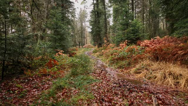 Forest Path | Animals stock footage - Storyblocks