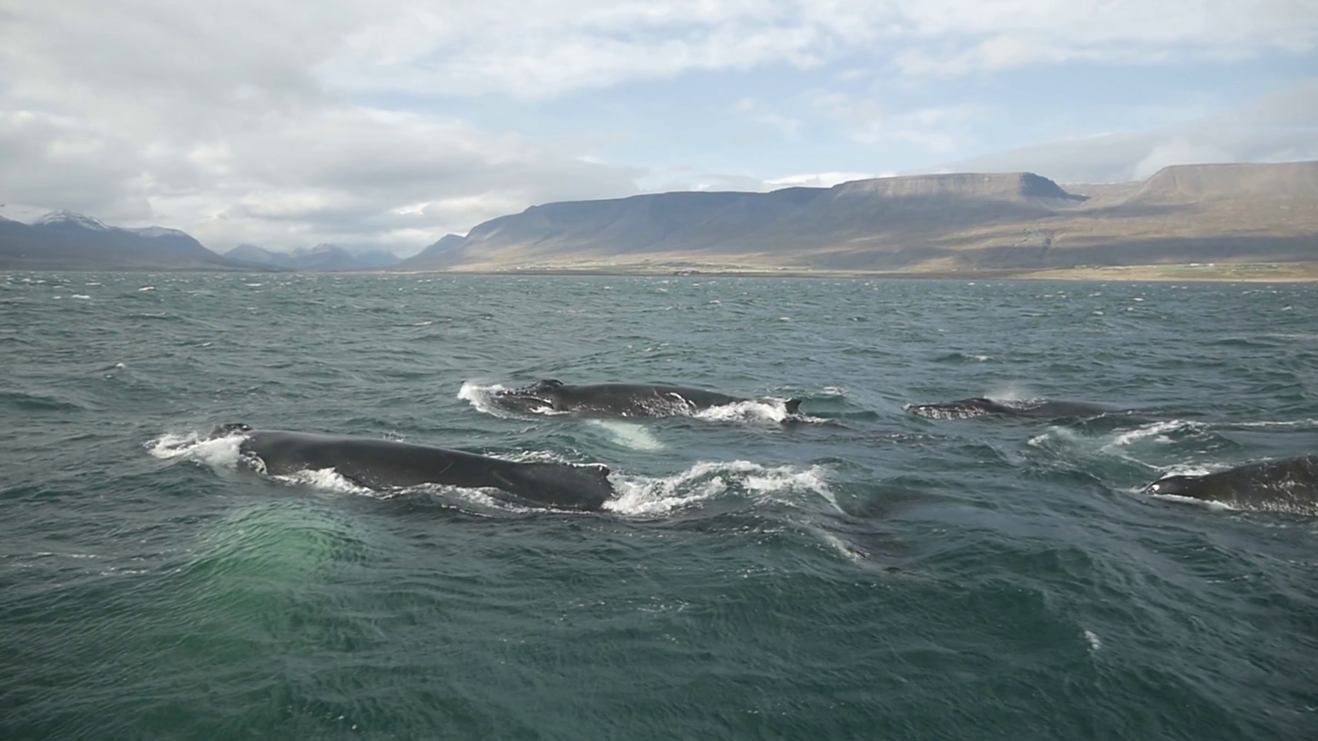 Humpback Whales Diving In Slow Motion Stock Footage SBV-328084263 ...