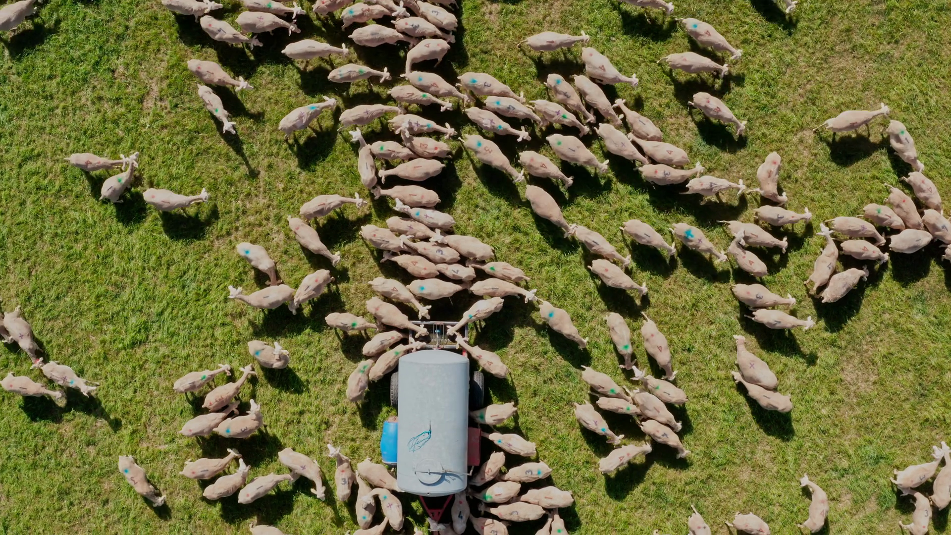 Aerial View Of Grazing Sheep With Feed Cart Stock Footage SBV-348672381 ...